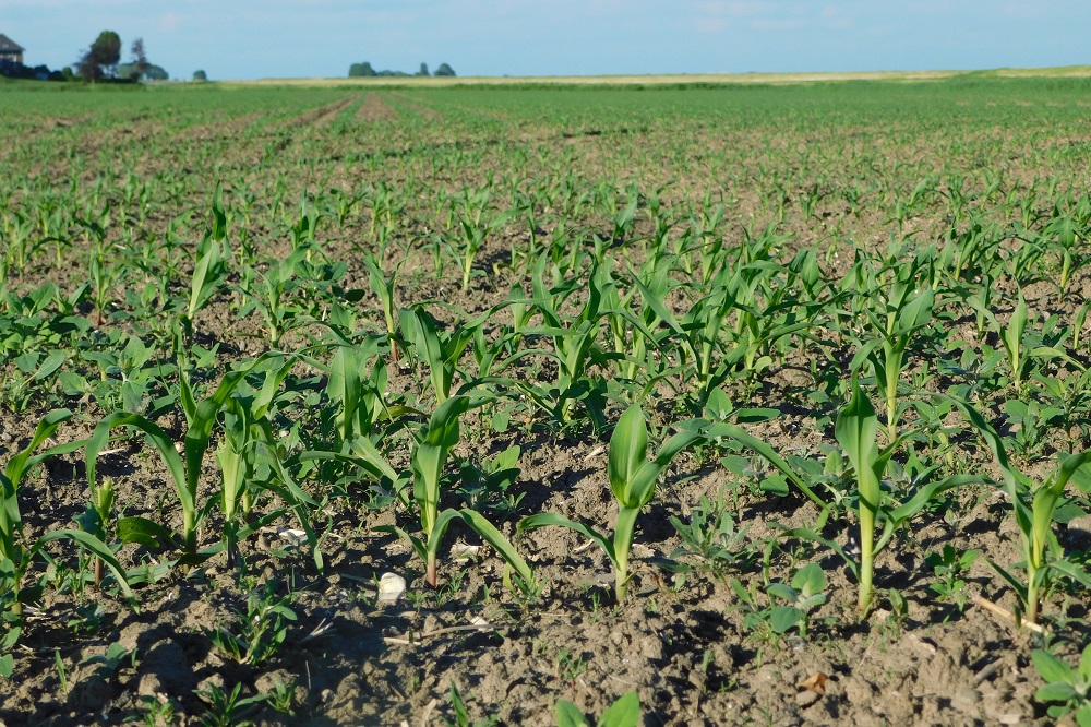 Met zelfbouw injectiesysteem maisteelt duurzamer maken