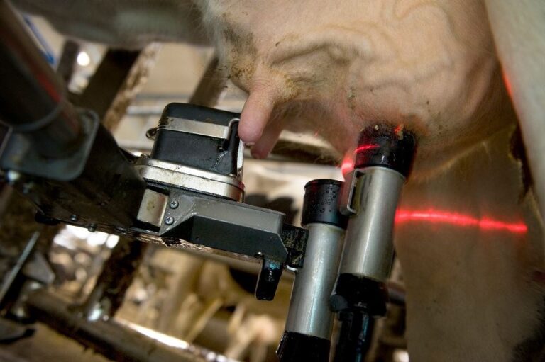 Hoe melk je met een melkrobot 800.000 kilo melk per jaar?