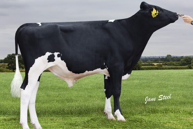 ANDY-RED en JIMBO grote stijgers bij indexdraai AI Total