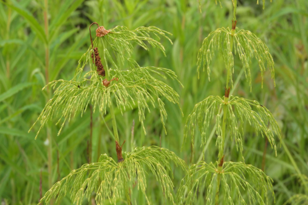 Heermoes onder controle: wat melkveehouders moeten weten